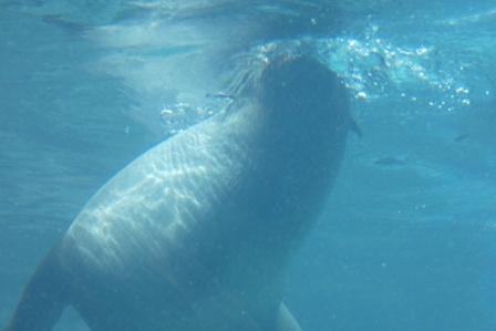 Pairi Daiza : Cambron sur mer